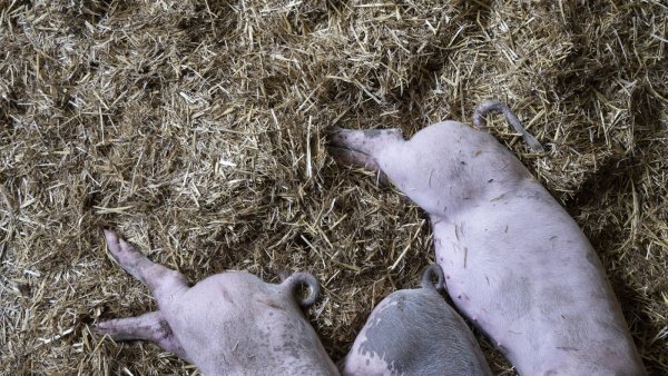 Nebelspalter | Ablasshandel einst und jetzt oder: Wie man sein Gewissen ...